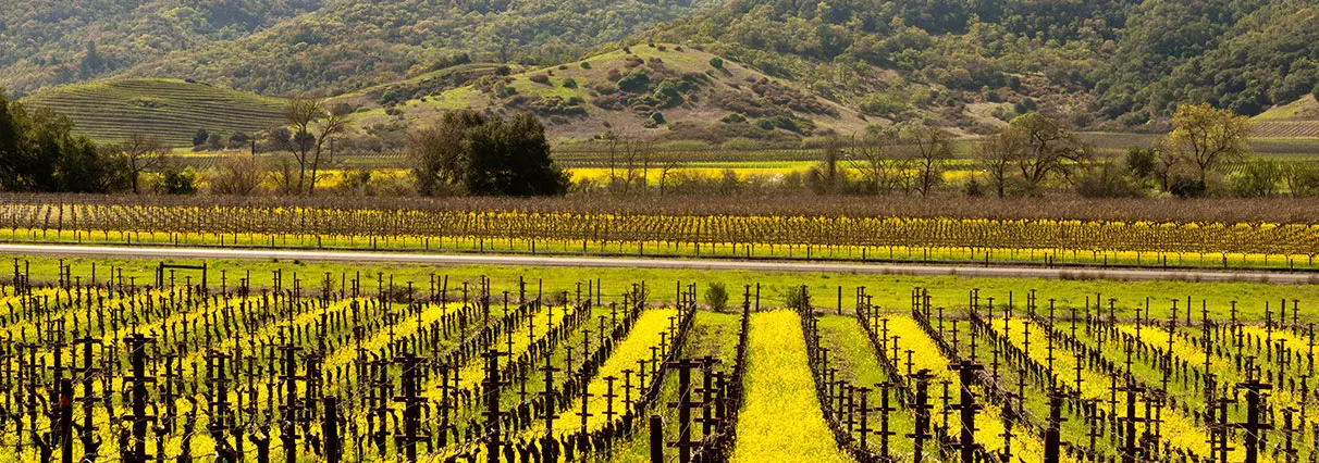 Napa County, California, DUI Defense Attorney